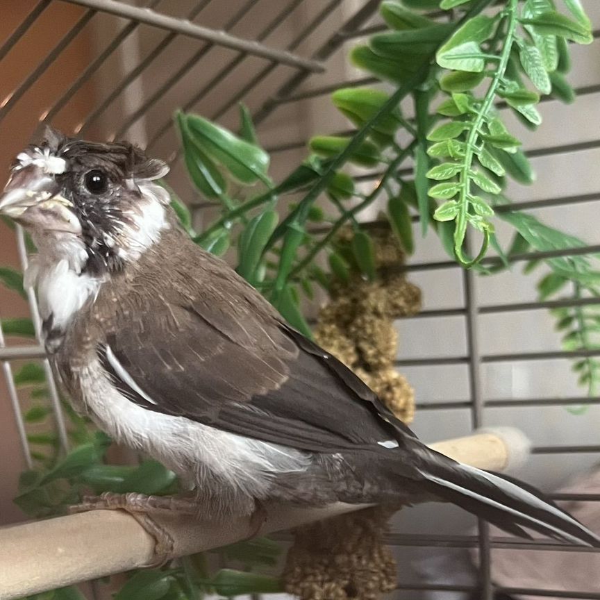 Японская амадина