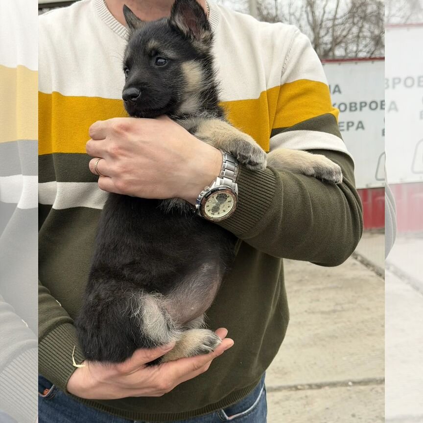 Восточноевропейская овчарка, щенок