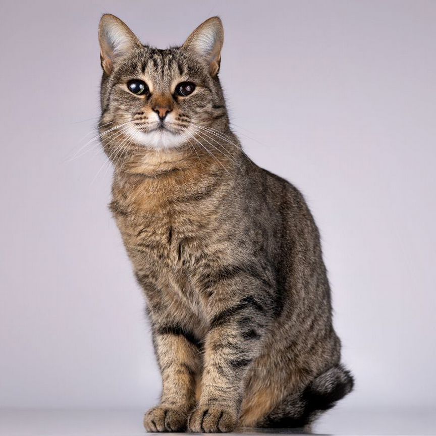 Взрослая, Девочка кошка в добрые руки