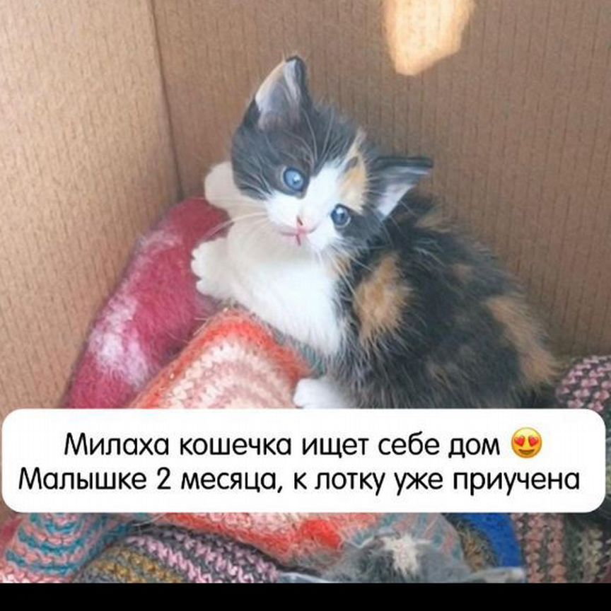 Котята в добрые руки бесплатно девочка