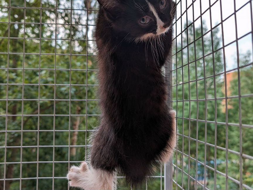 Котенок, черно-белый, бесплатно