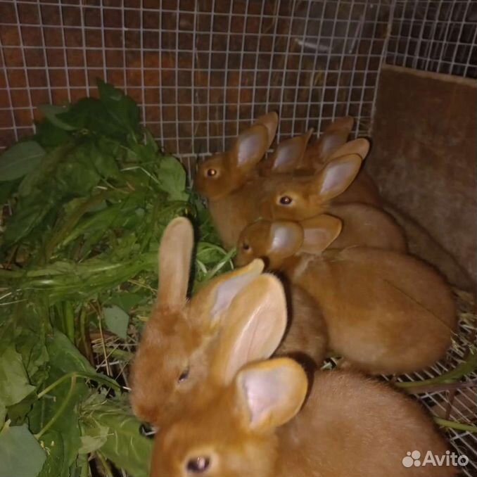 Кролики новозеландские красные