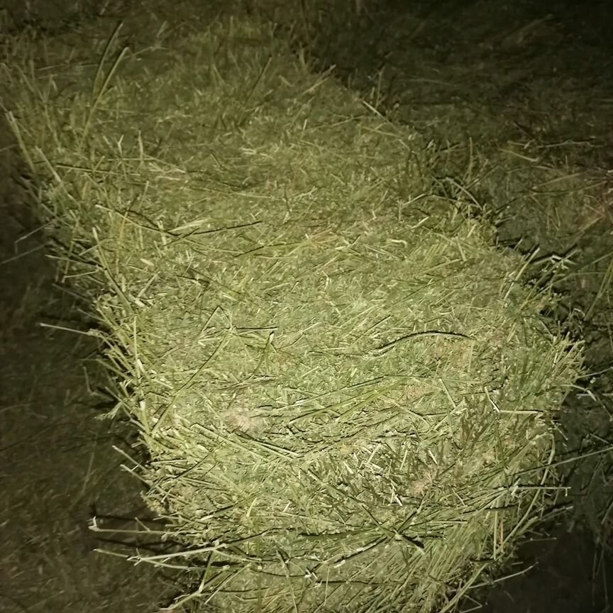 Сено люцерны