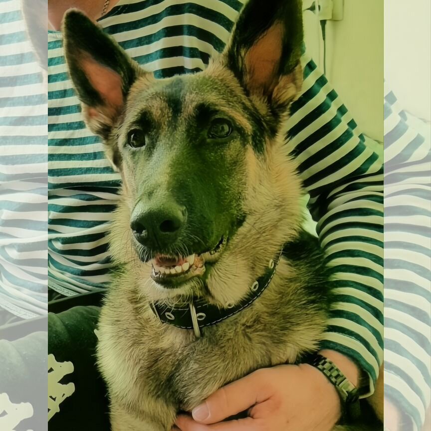 Немецкая овчарка, взрослая собака