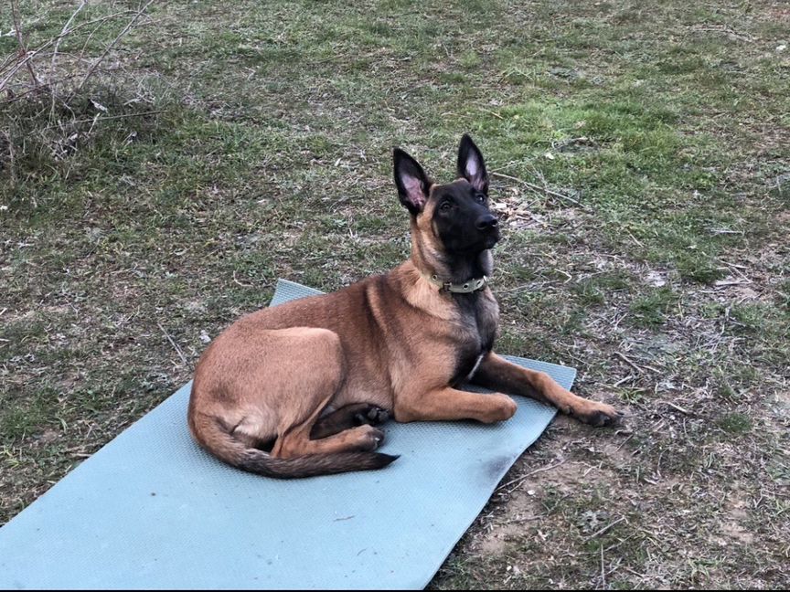 Бельгийская овчарка малинуа