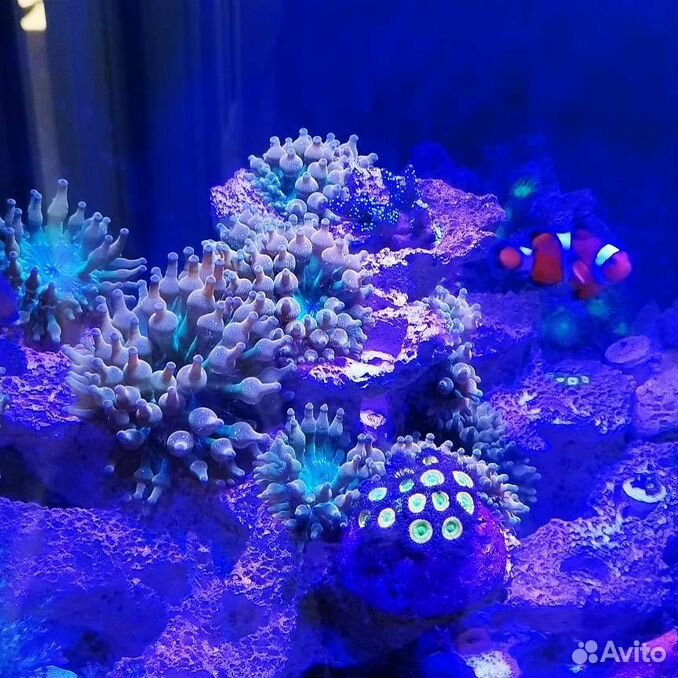 Актиния квадриколор, живые кораллы