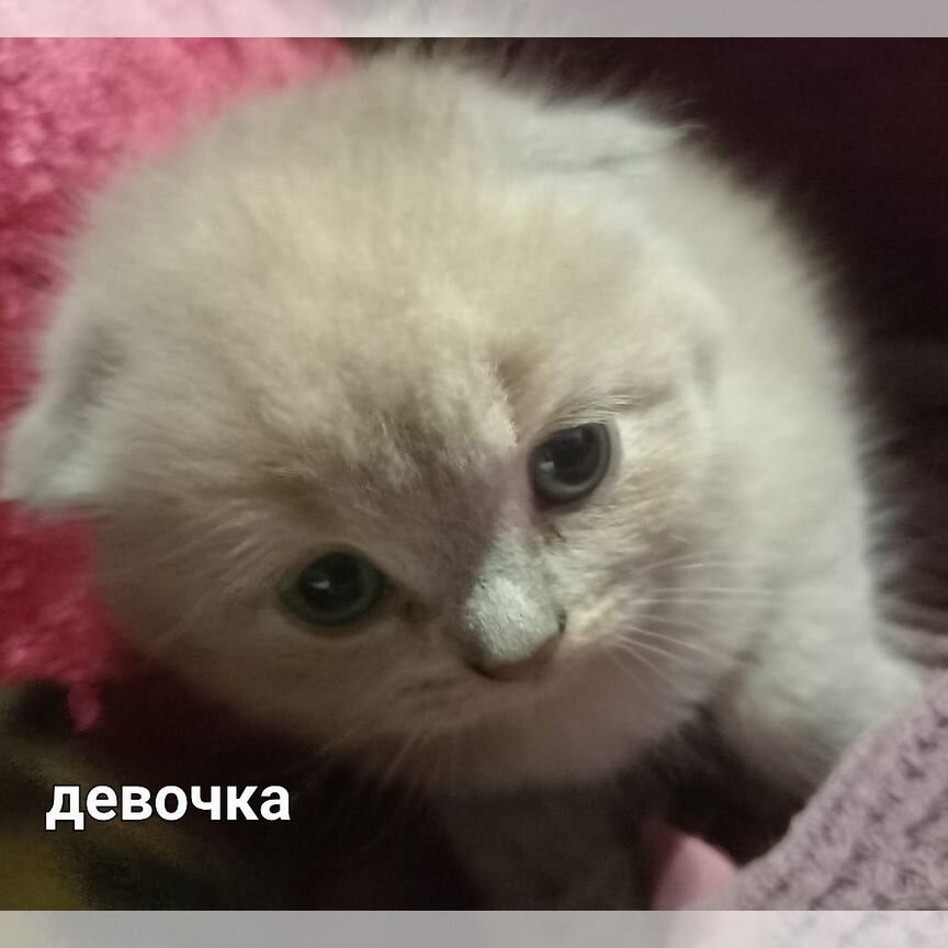 Британские котята