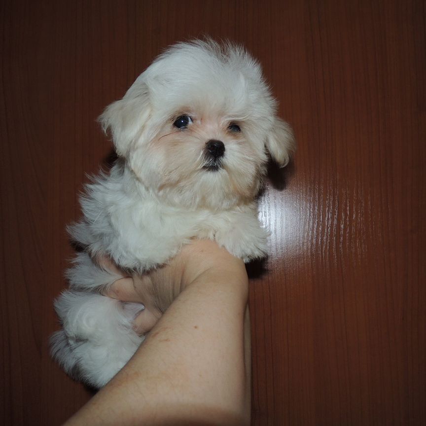 Крошечная дева мальтезе