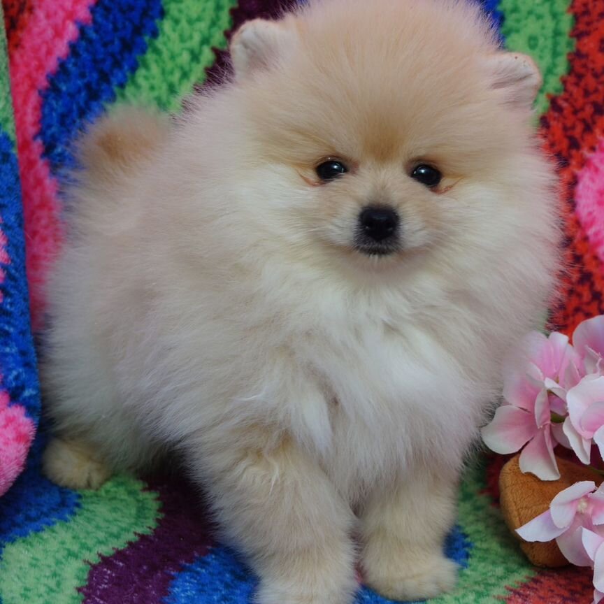 Девочка- померанский шпиц