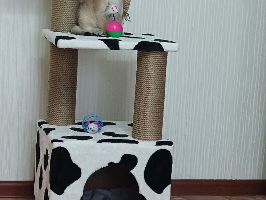 Британский котёнок золотая шиншила