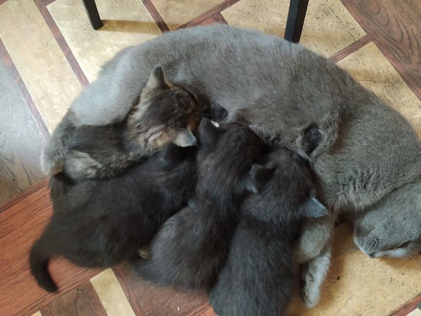 Котята в добрые руки