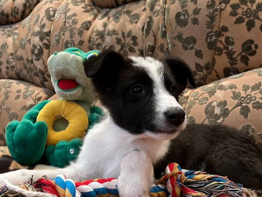 Щеночек Стрелка в добрые руки