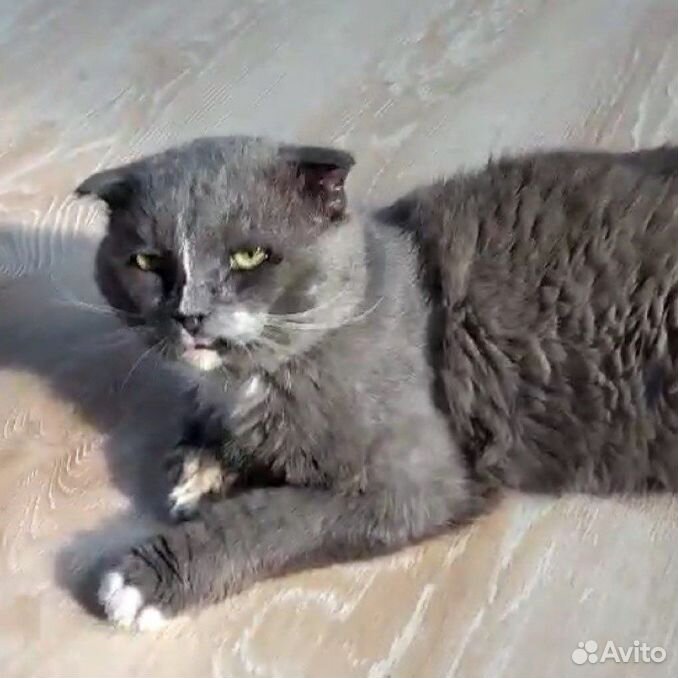 Кот один в квартире