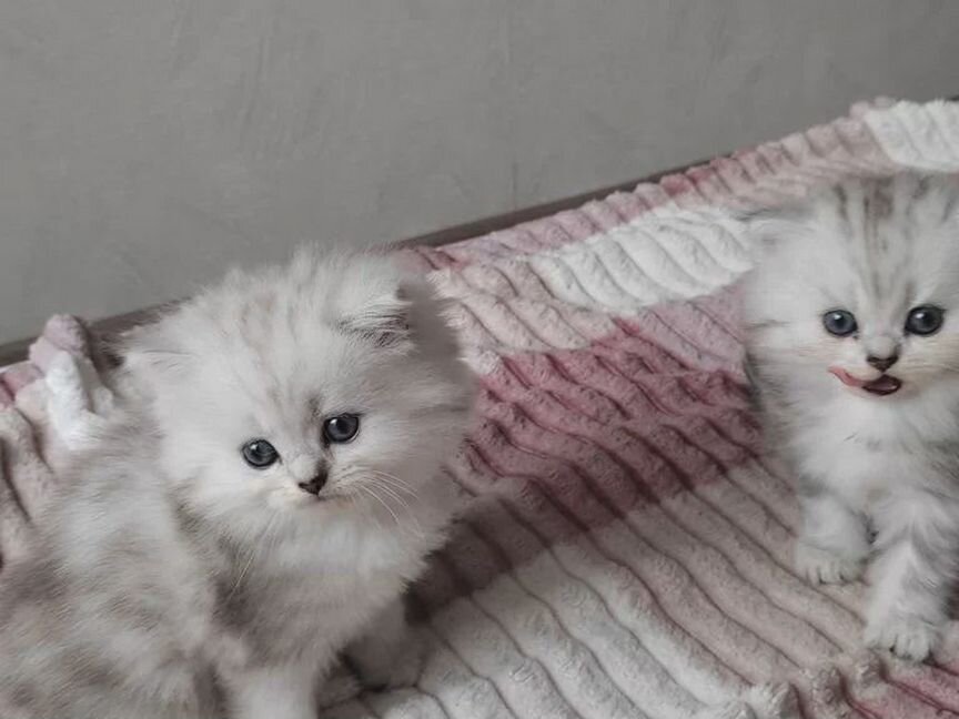 Продам котят