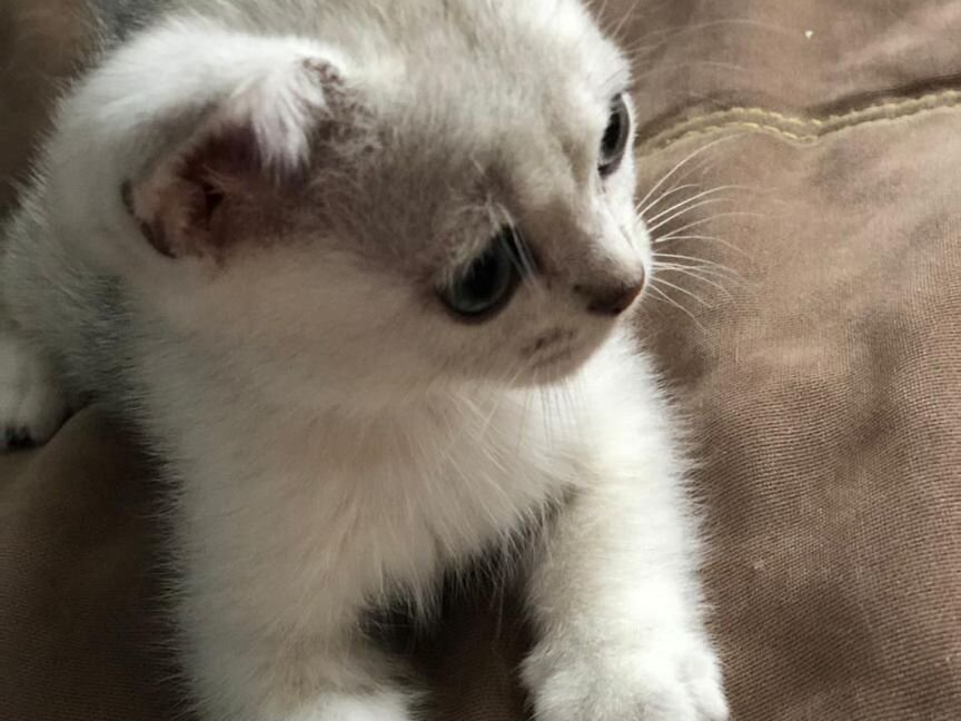 Шотландские котята