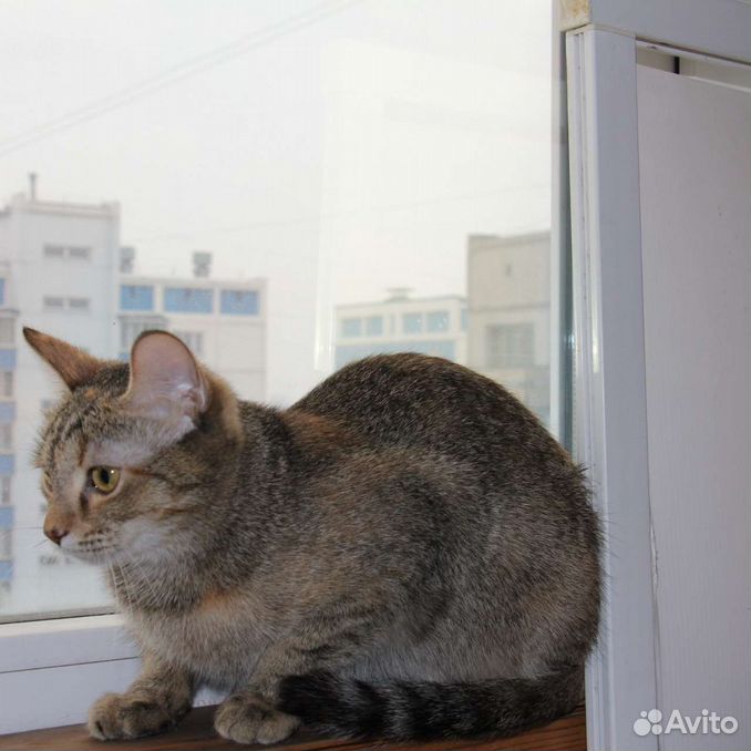 Кошка экстренная ситуация