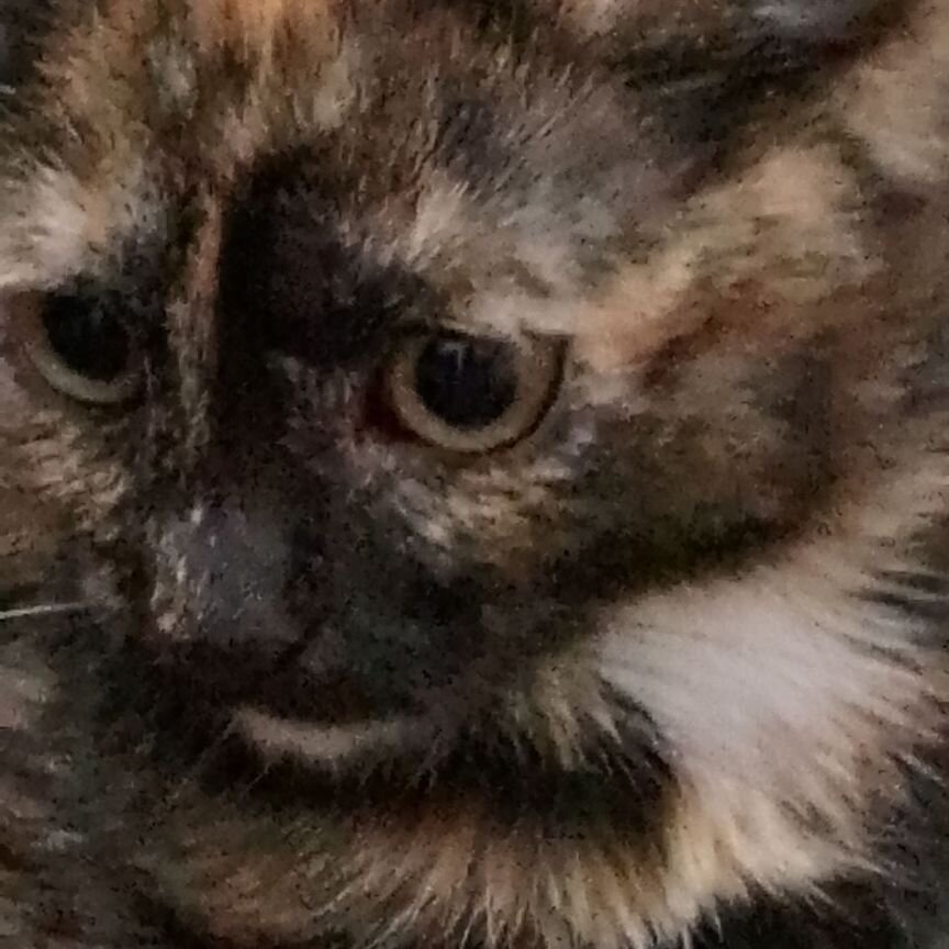 Трехцветный котенок 1 месяц