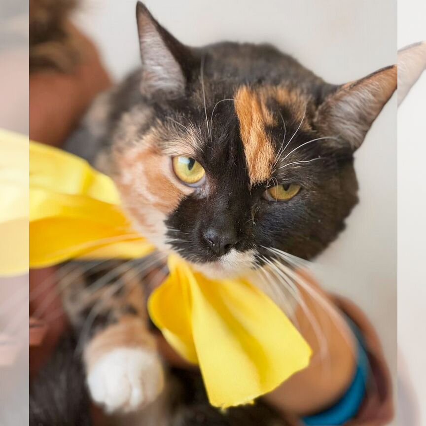 Трехцветная киска на счастье