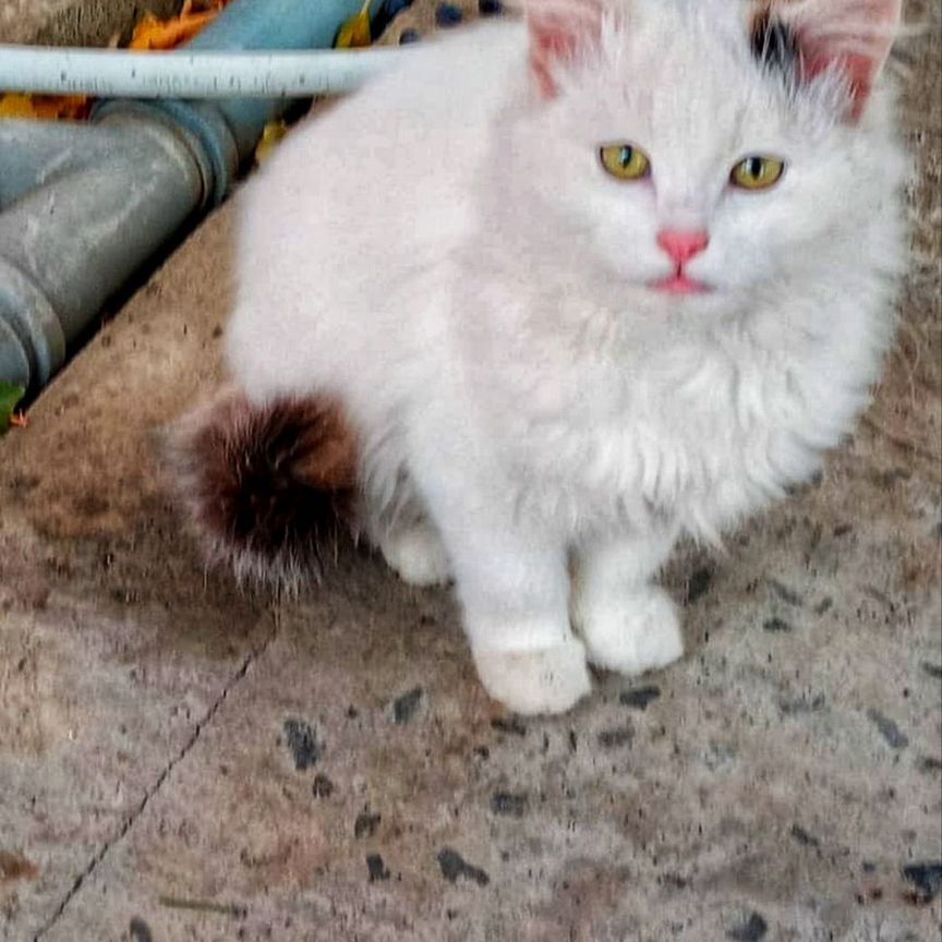 Кошечка в добрые руки