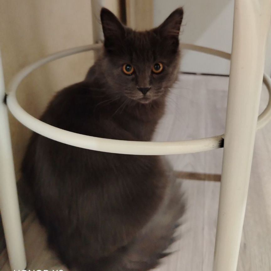 Мейн-кун котёнок