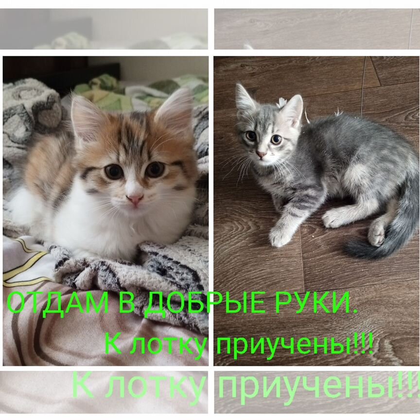 Котята в добрые руки бесплатно