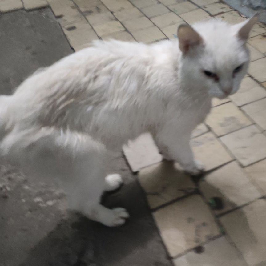 Кот