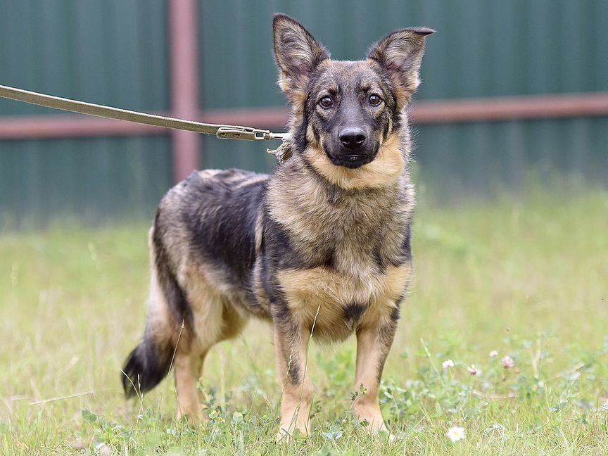 Шведский вальхунд коротколапик Лёня