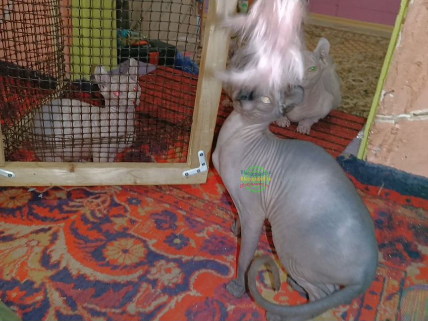 Кошечка Эльф