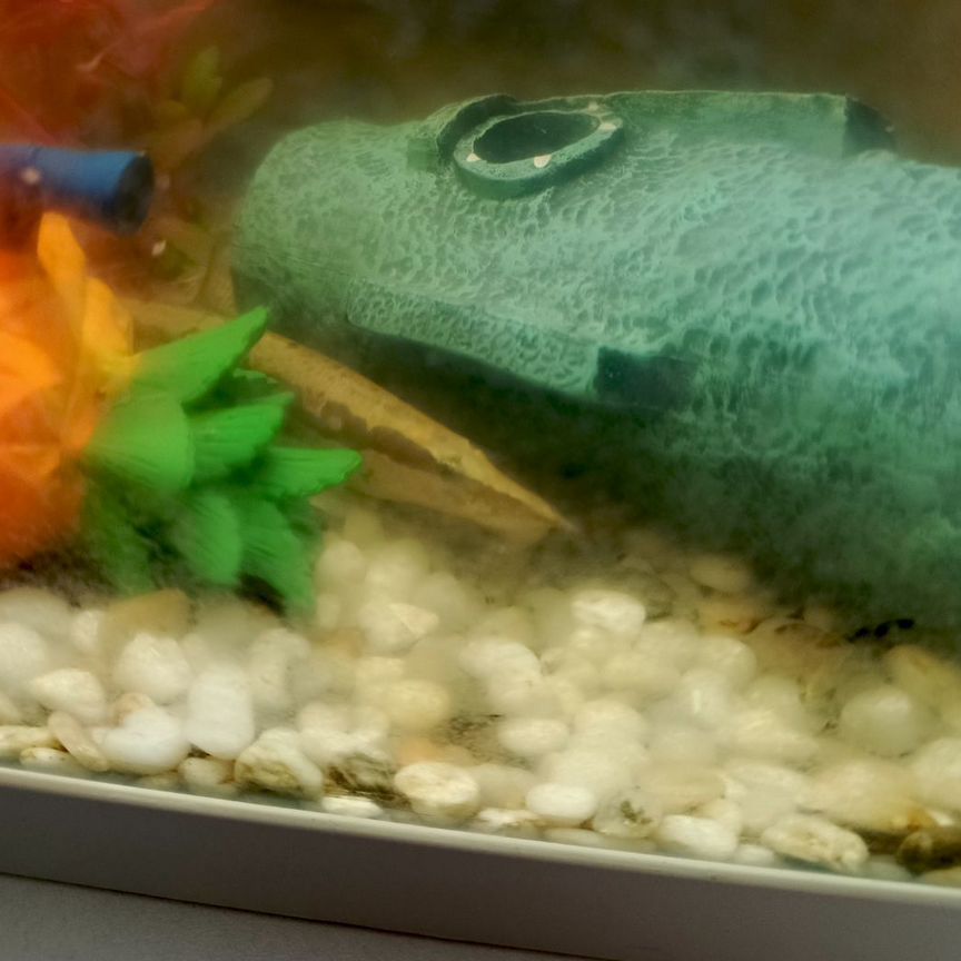 Мастацембел