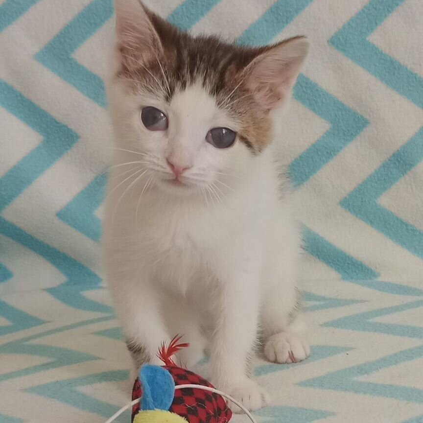 Озорной котенок мальчик в добрые руки