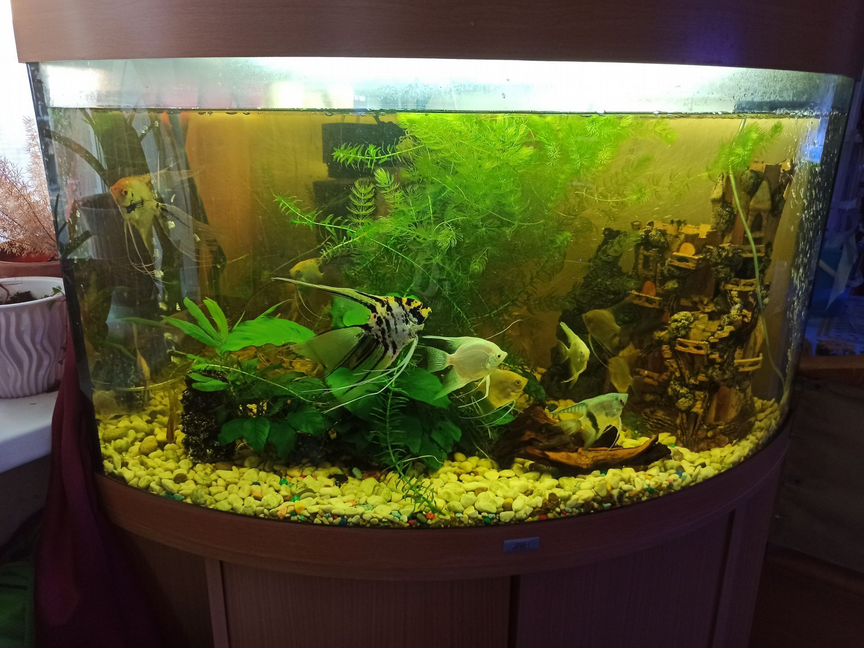 Аквариум с тумбой juwel 190