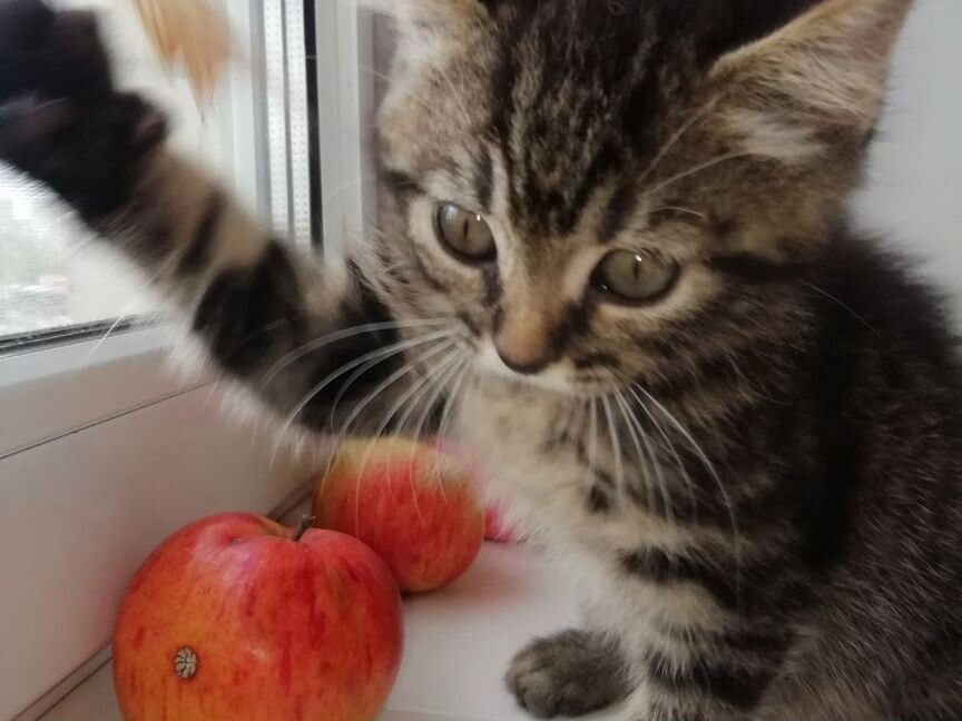 Котёнок с яблоками