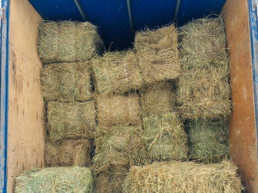 Сено в брикетах