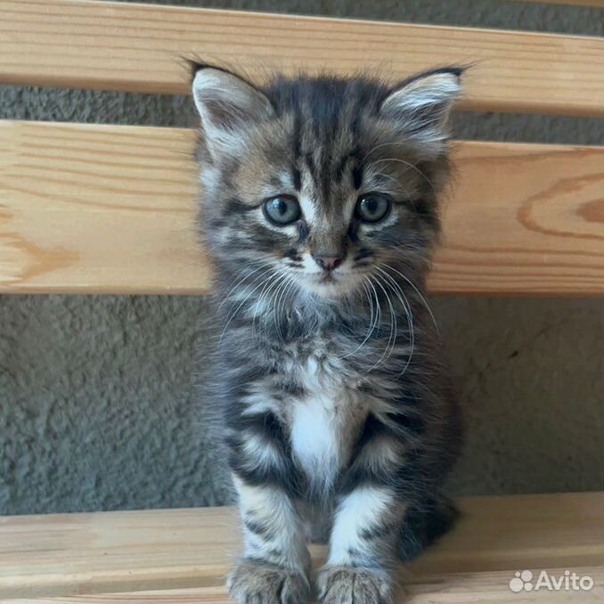 Котенок девочка спасли от собак