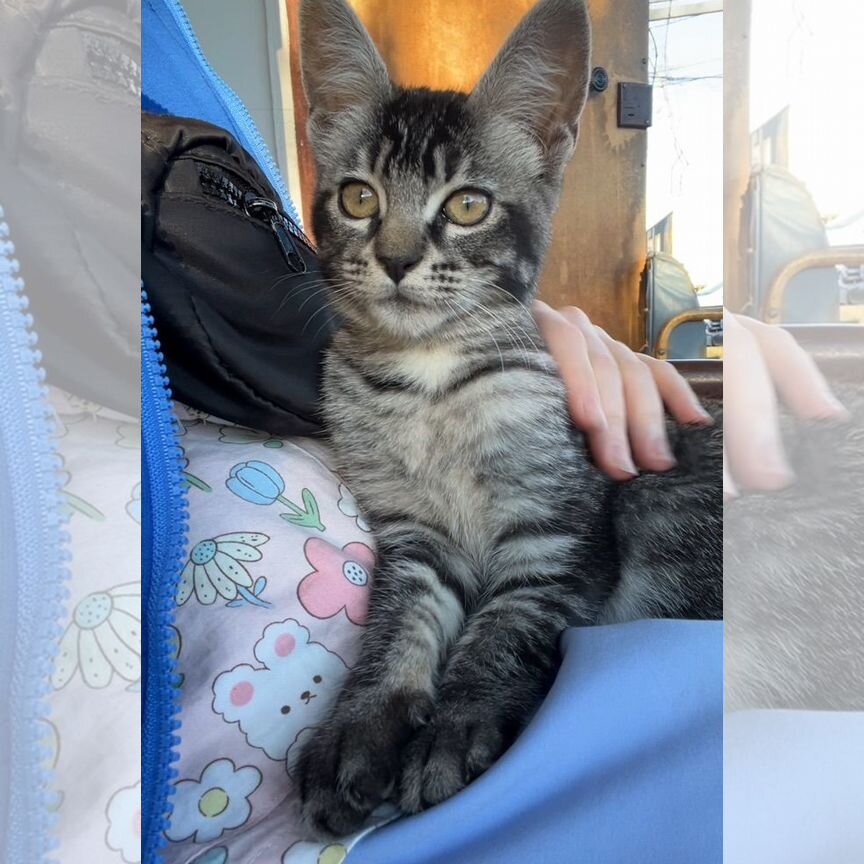 Мейн-кун котёнок