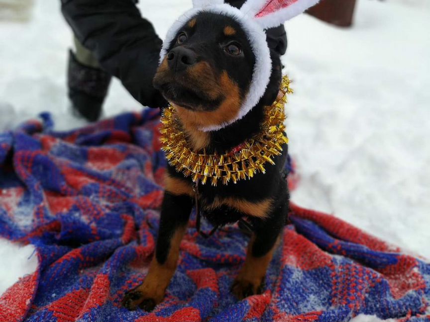Новогодние зайчики ждут мам пап