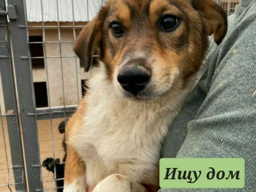 Собака Шелли