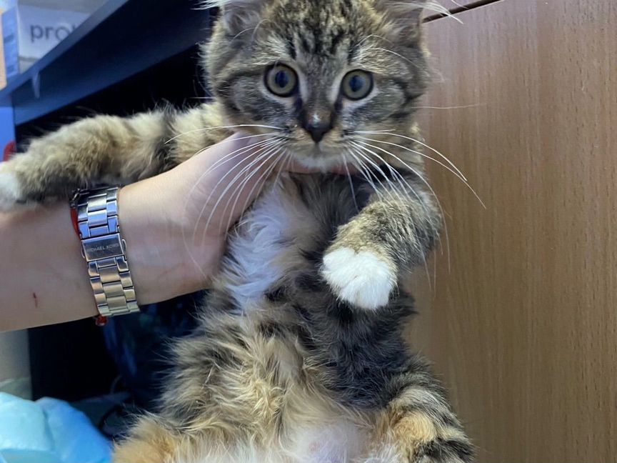 Котенок бандинт в добрые руки
