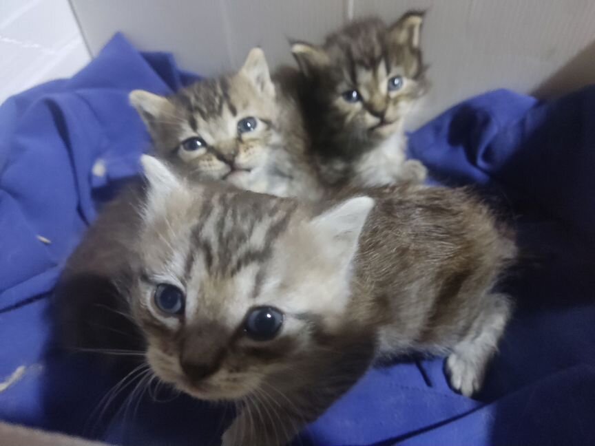 Кошки бесплатно