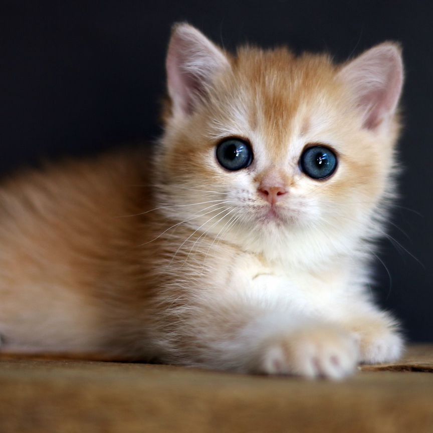 Британская девочка золотая шиншилла