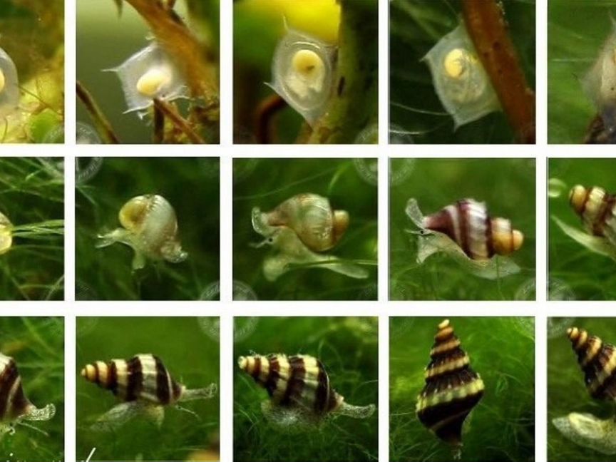 Улитки Хелена, насос-фильтр 3,7V, сахадж-медитация