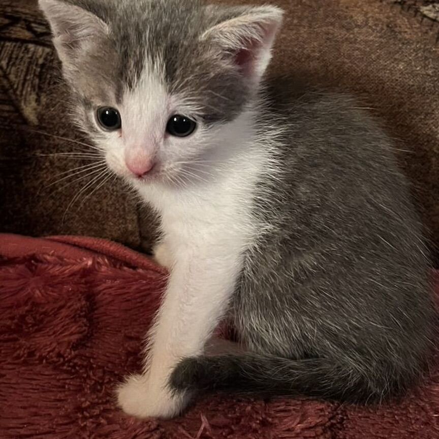 Котёнок от частного владельца