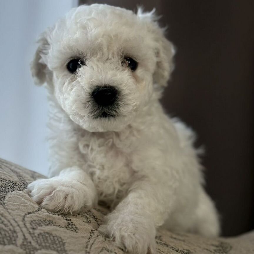 Бишон фризе, щенок