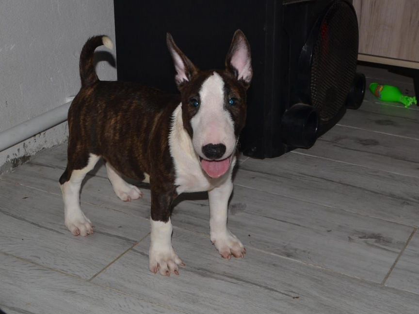 Миниатюрный бультерьер щенок