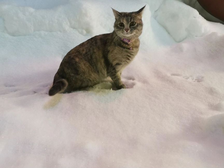 Кошка на Баумана. Нужно спасать
