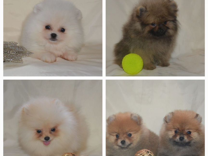 Померанский шпиц миниатюрный