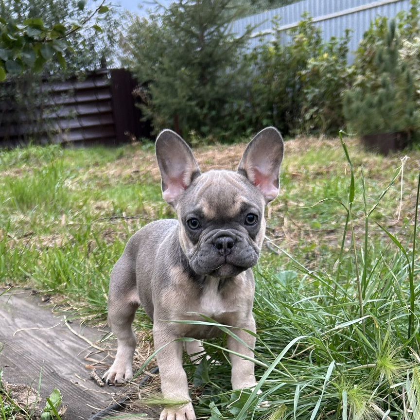 Французский бульдог