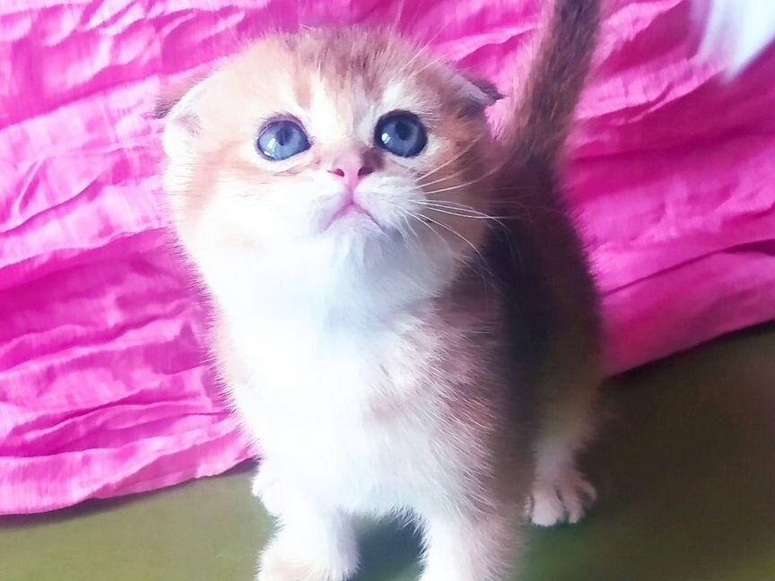 Шотландские антидепрессантики