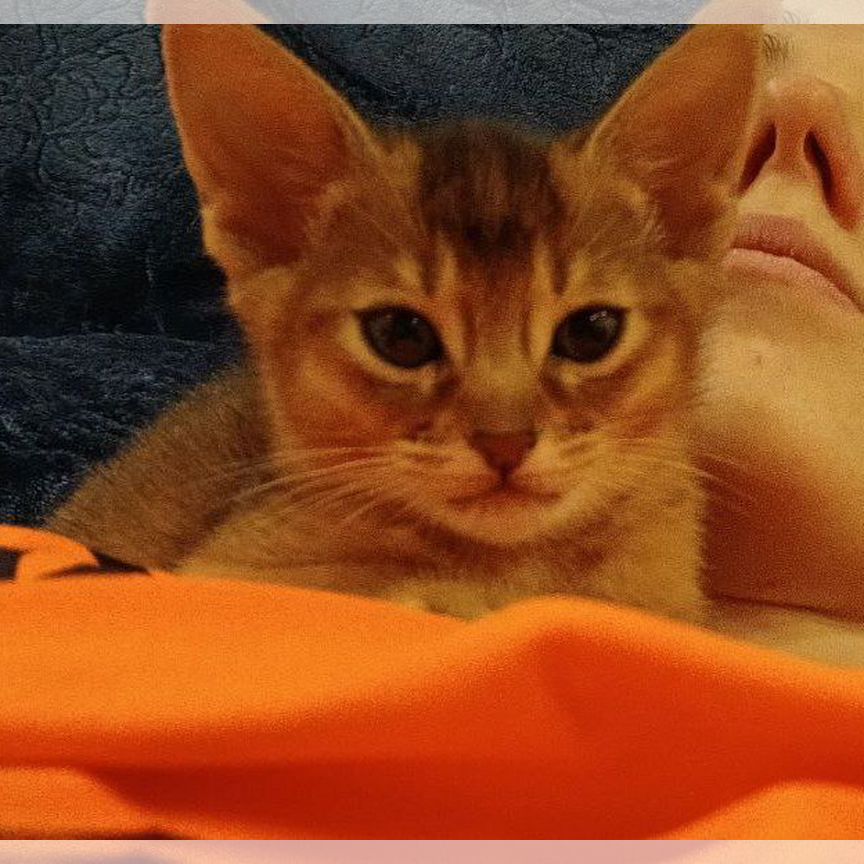 Абиссинский котёнок