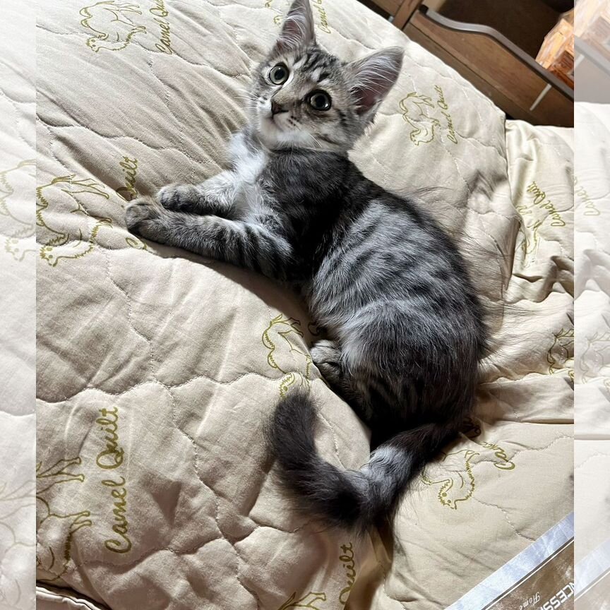 Котенок